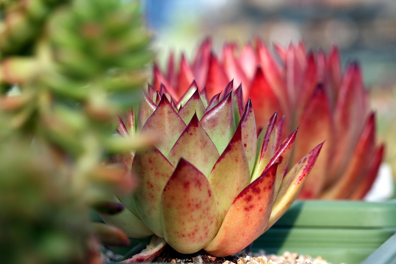 Succulents Fleshy Succulent - Free photo on Pixabay - Pixabay