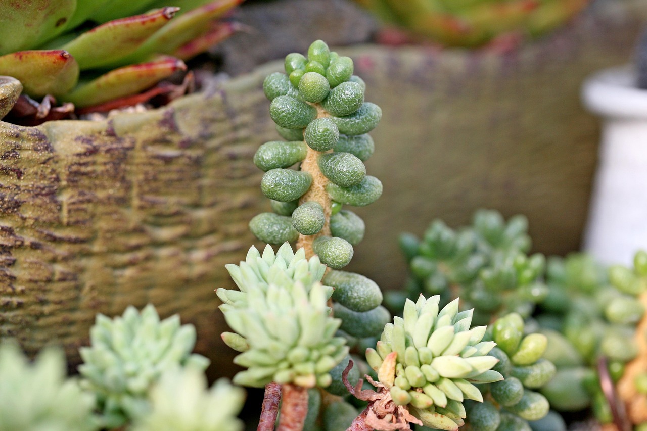 Succulents Fleshy Succulent - Free photo on Pixabay - Pixabay