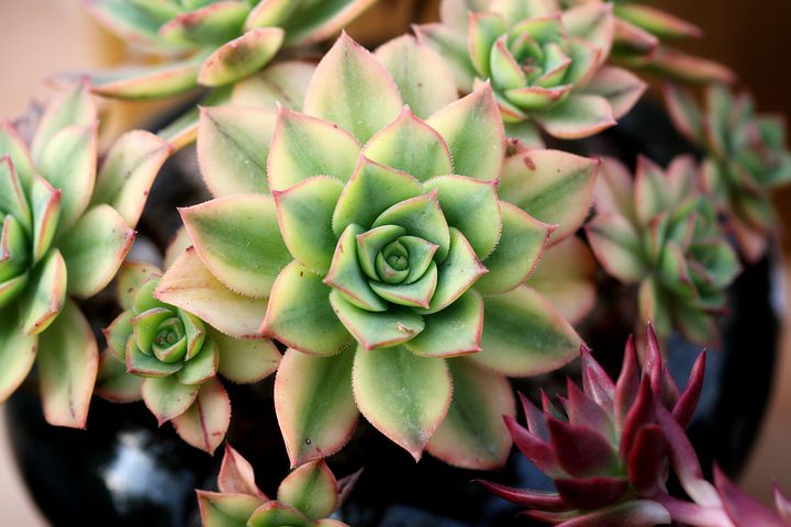 4,000+ Succulent Pictures & Images [HD] - Pixabay