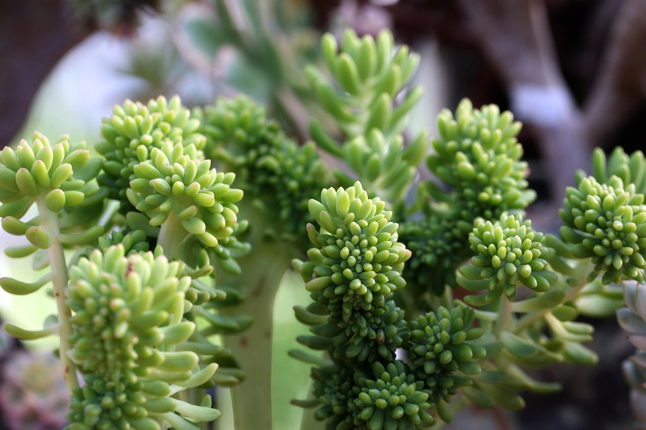 Succulents Fleshy Succulent - Free photo on Pixabay