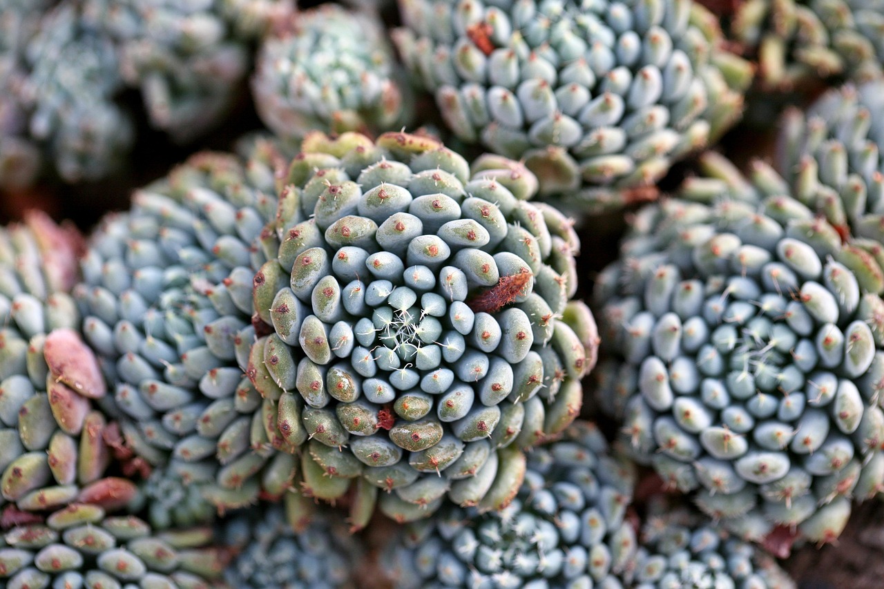 Succulents Fleshy Succulent - Free photo on Pixabay