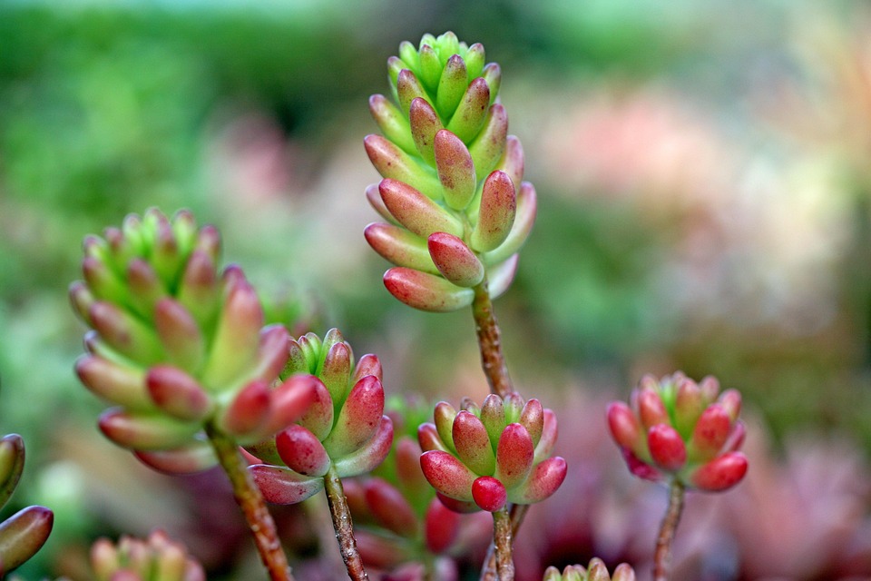 Succulents Fleshy Succulent - Free photo on Pixabay