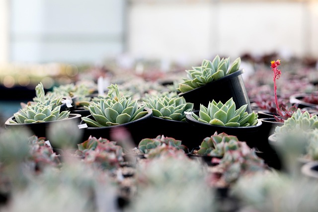 Succulents Fleshy Succulent - Free photo on Pixabay - Pixabay
