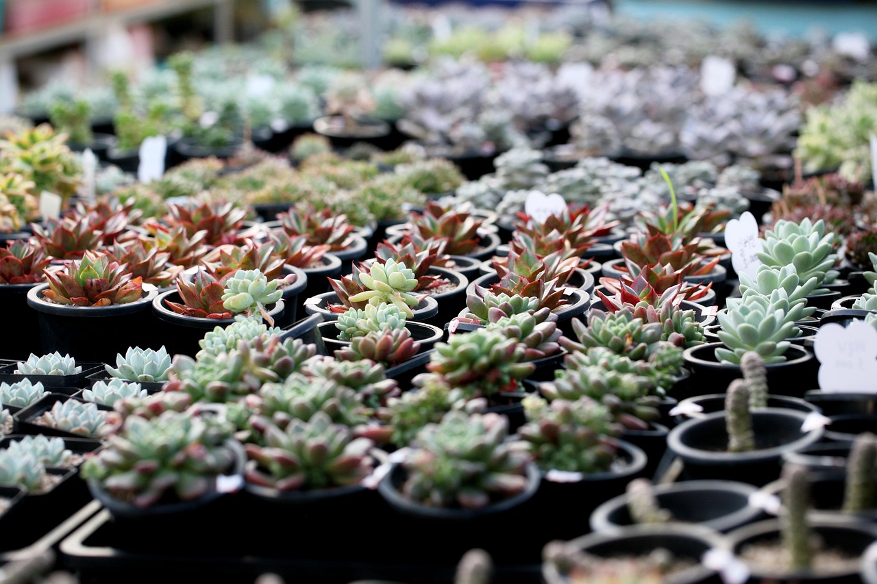 Succulents Fleshy Succulent - Free photo on Pixabay - Pixabay