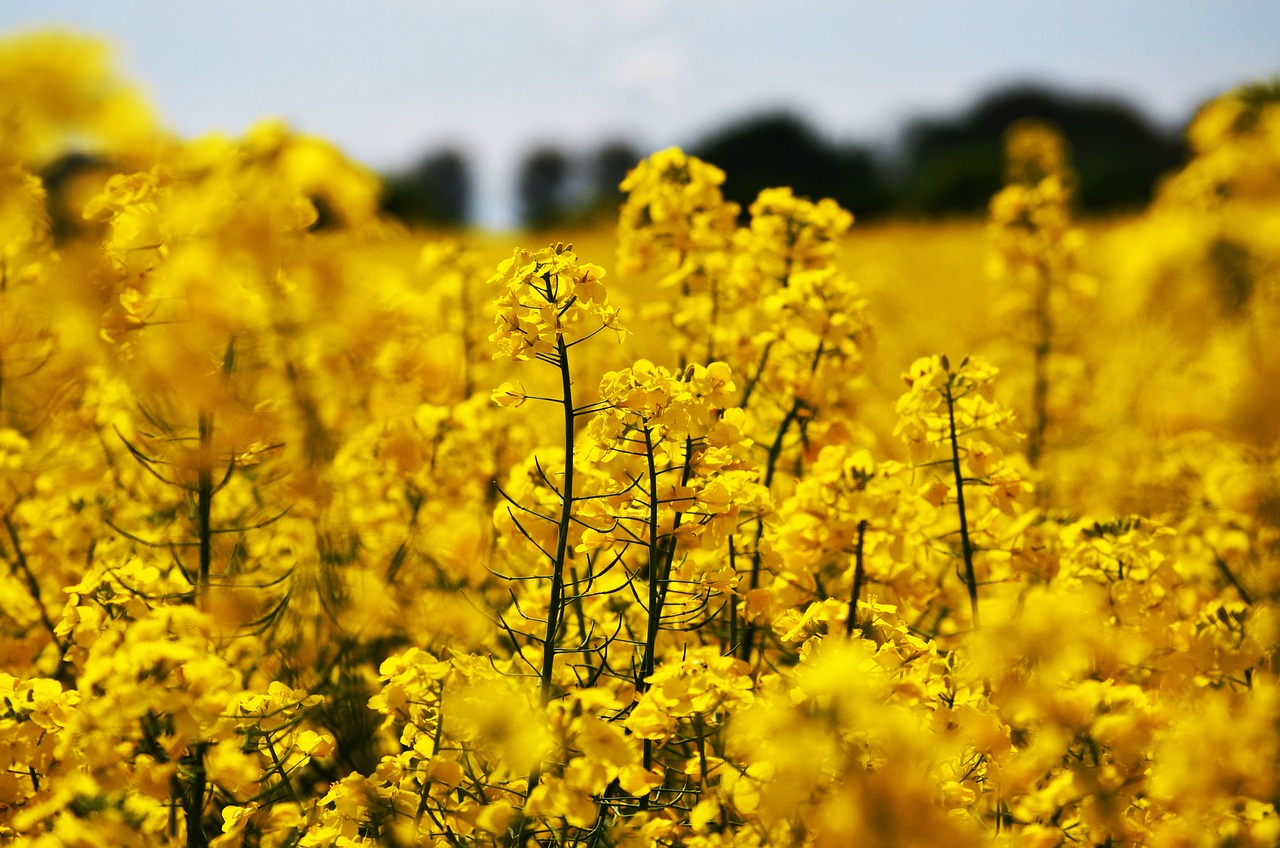 Oilseed Rape Field Nature - Free photo on Pixabay - Pixabay