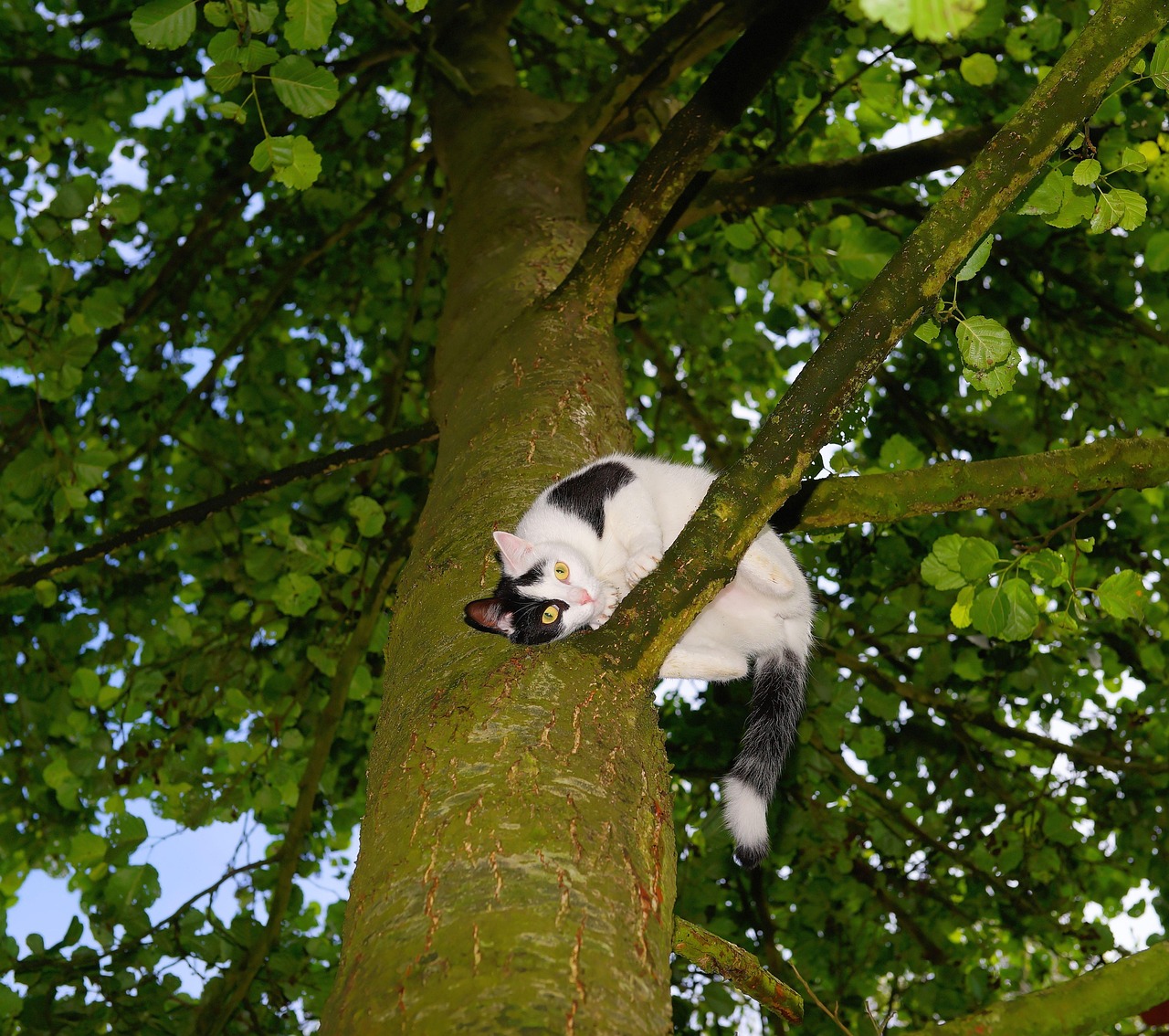 Cat Tree Climb Young - Free photo on Pixabay