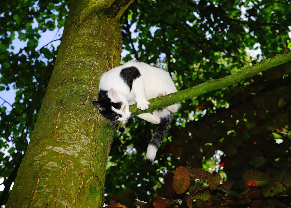 Cat Tree Climb Young - Free photo on Pixabay