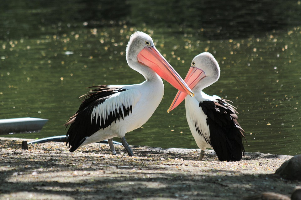 Pelícano Pájaro Ave Acuática Aves - Foto gratis en Pixabay - Pixabay