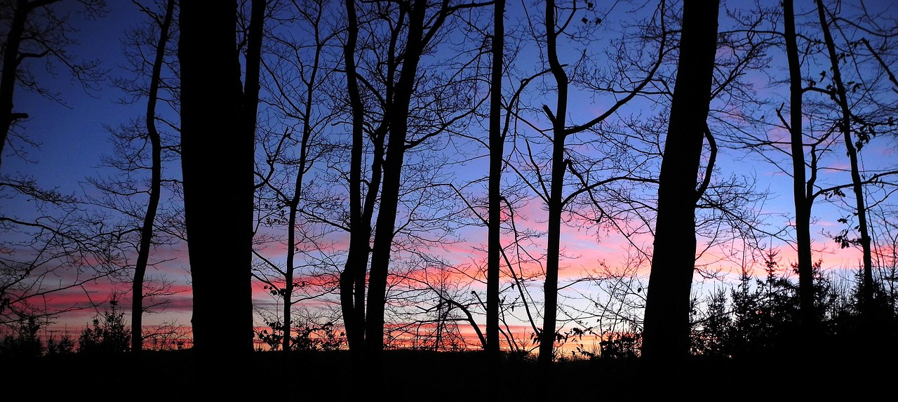 Night Sky Trees Sunset - Free photo on Pixabay