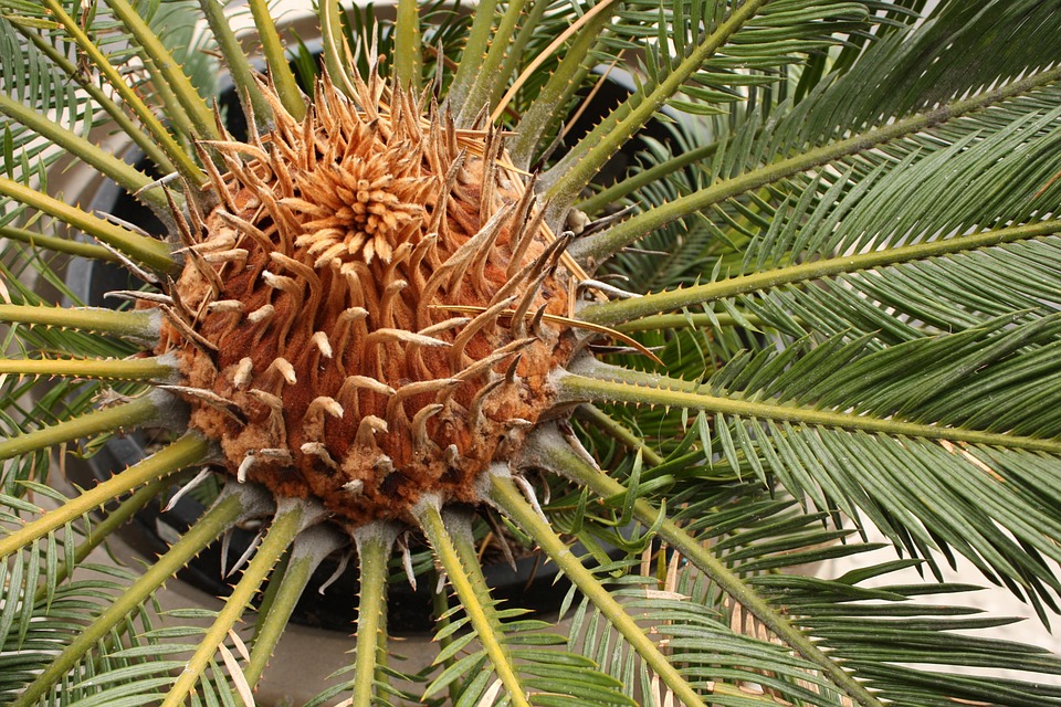 Palmera Planta - Foto gratis en Pixabay - Pixabay