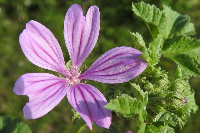 Wild Mallow Pointed Flower - Free photo on Pixabay - Pixabay