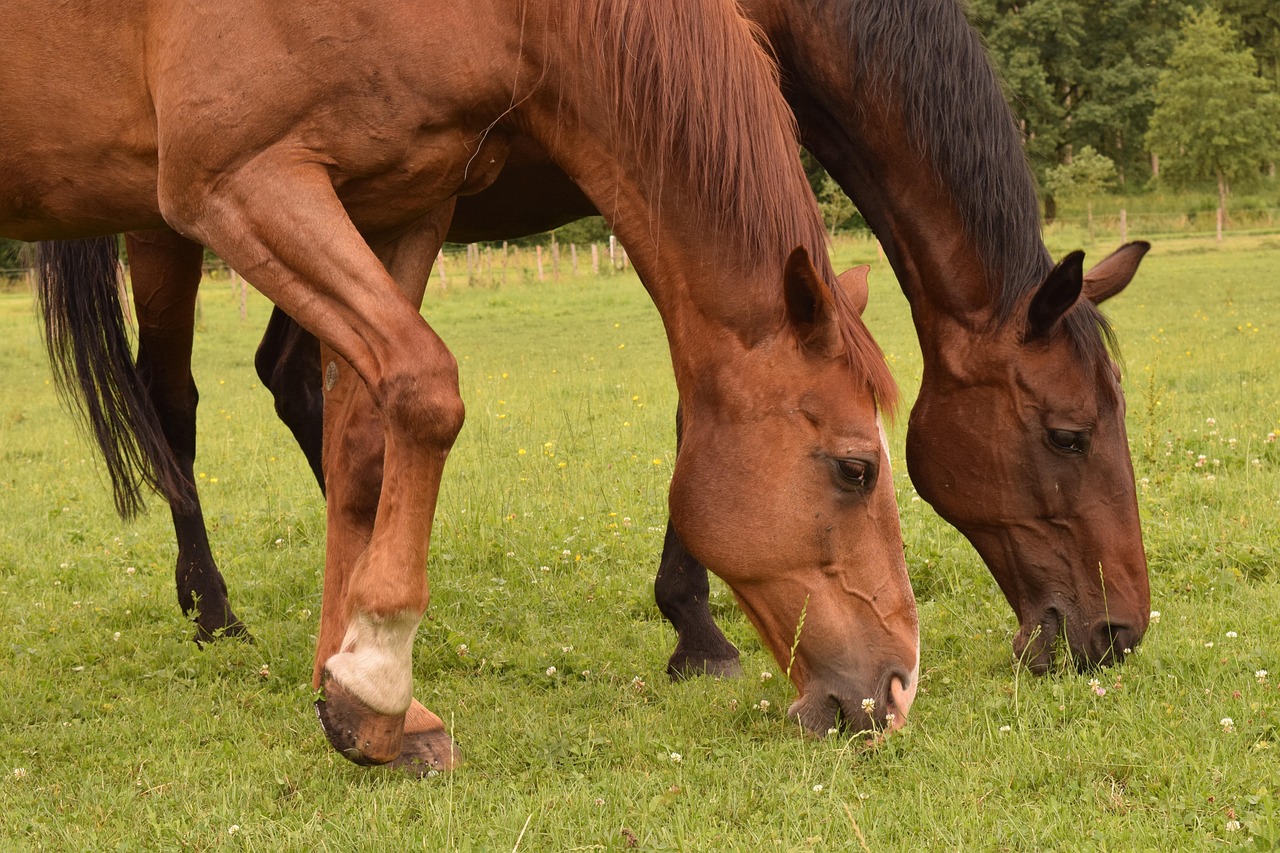 Caballos Sementales Marrón - Foto gratis en Pixabay - Pixabay