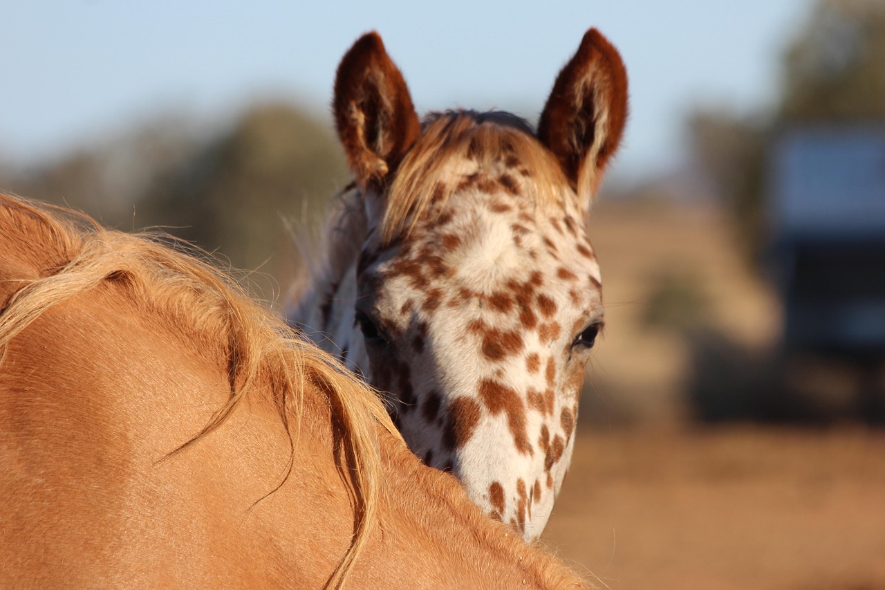 Appaloosa Potro Caballo - Foto gratis en Pixabay