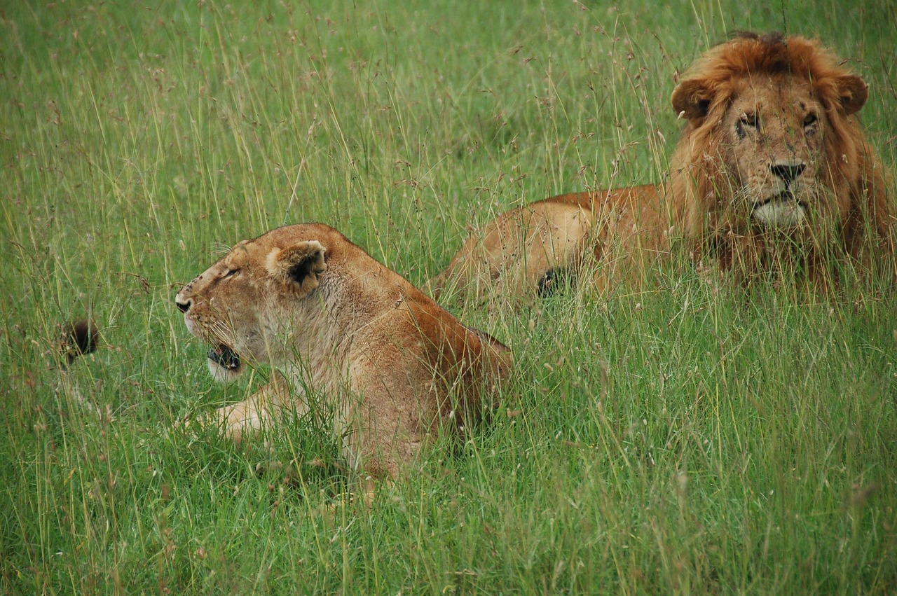 20,000+ Free Lion In The Jungle & Lion Images - Pixabay