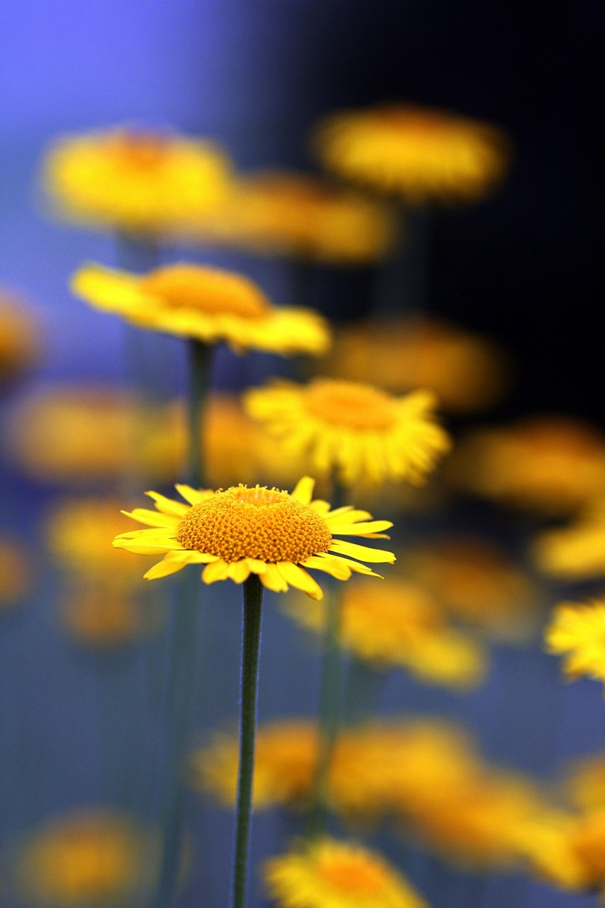 Yellow Daisy Flower Summer - Free photo on Pixabay - Pixabay