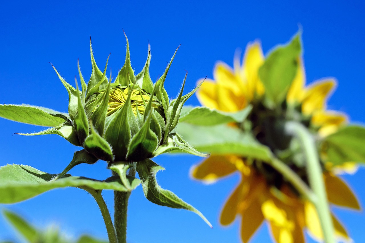 Girasol Brote Creciente Campo De - Foto gratis en Pixabay