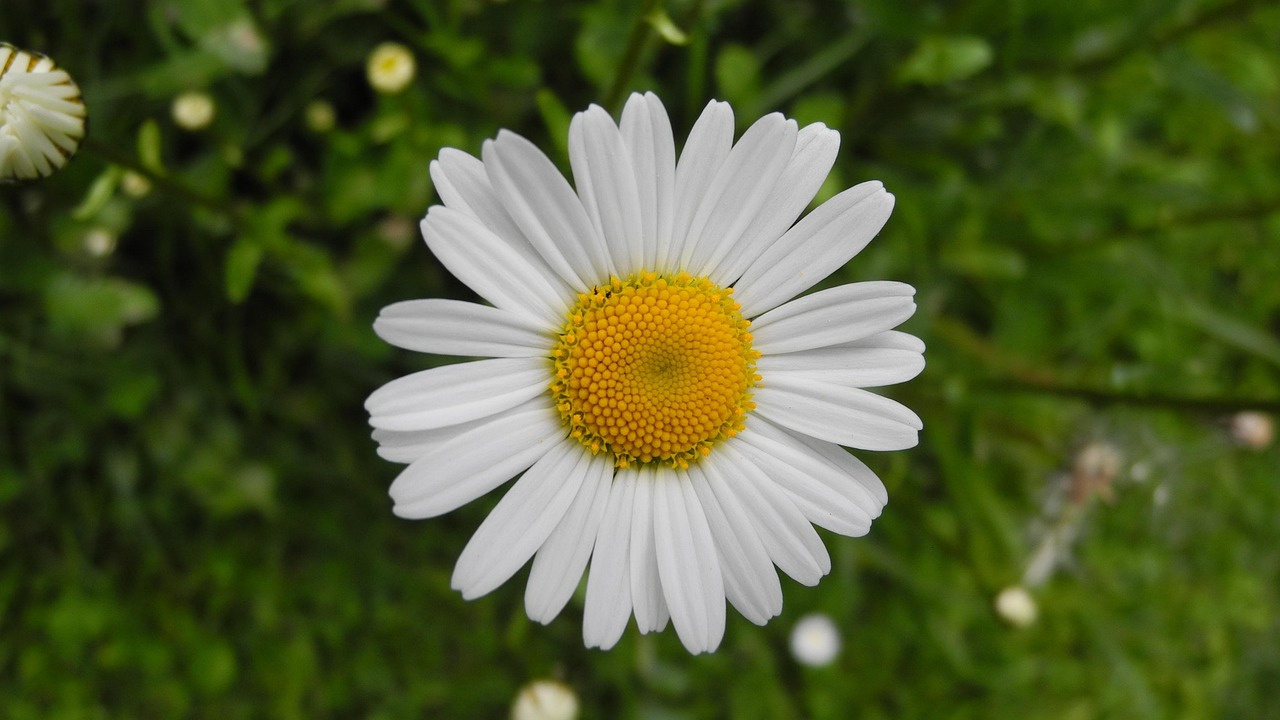 Margarite Prado Flor - Foto gratuita no Pixabay - Pixabay