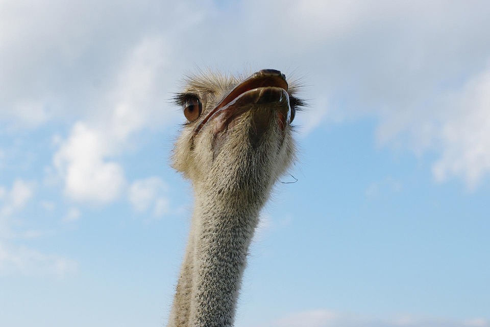 Strauss Bird Ratite Close - Free photo on Pixabay