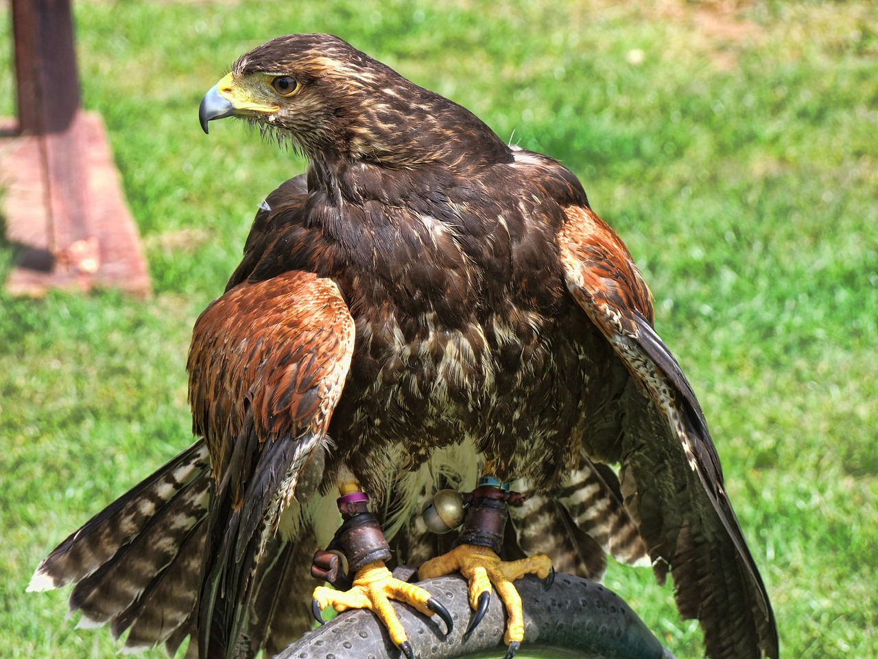Eagle British American - Free photo on Pixabay