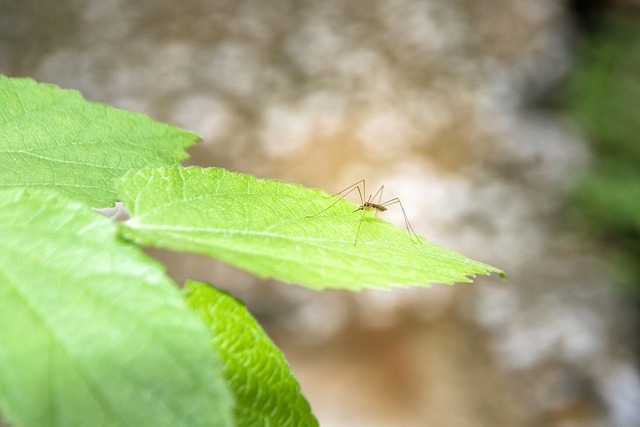 Mosquito Macho - Foto gratis en Pixabay - Pixabay