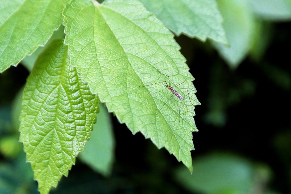 Mosquito Macho - Foto gratis en Pixabay - Pixabay