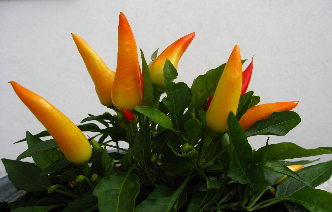 Paprika Chili Hot Peppers - Free photo on Pixabay - Pixabay