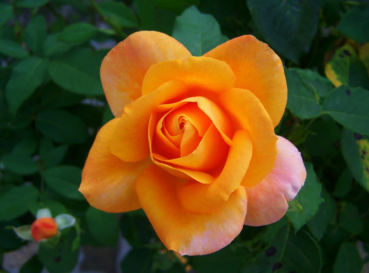 100.000+ Gambar Peach Pink Rose & Pink Gratis - Pixabay
