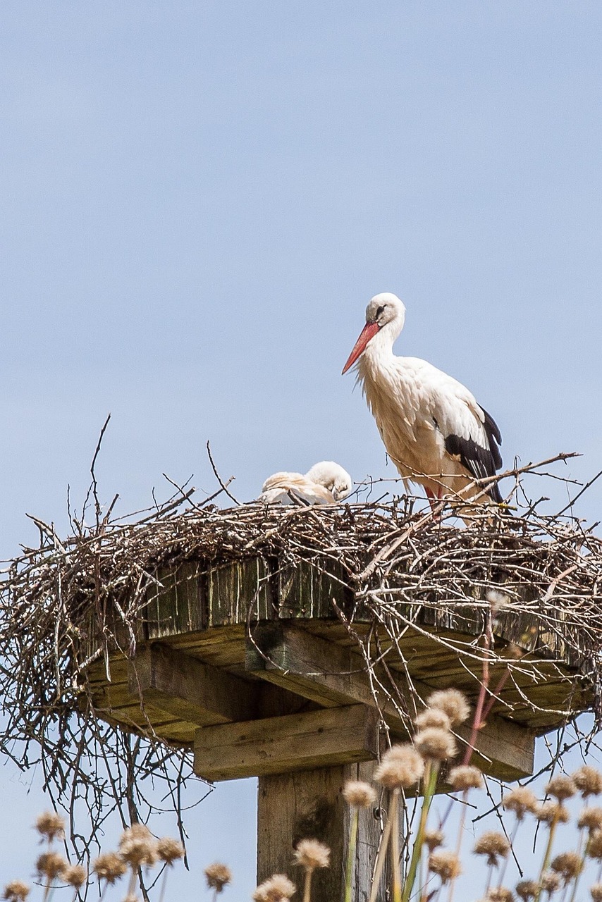 Cegonha Ninho De - Foto gratuita no Pixabay - Pixabay
