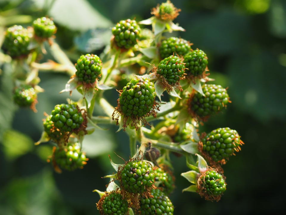 Blackberry Immature Green - Free photo on Pixabay - Pixabay