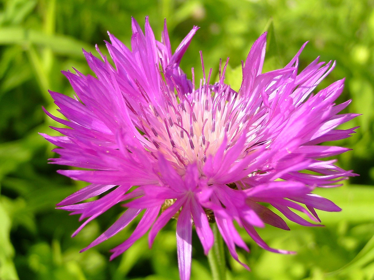 Floreció El Verano Prado - Foto gratis en Pixabay - Pixabay
