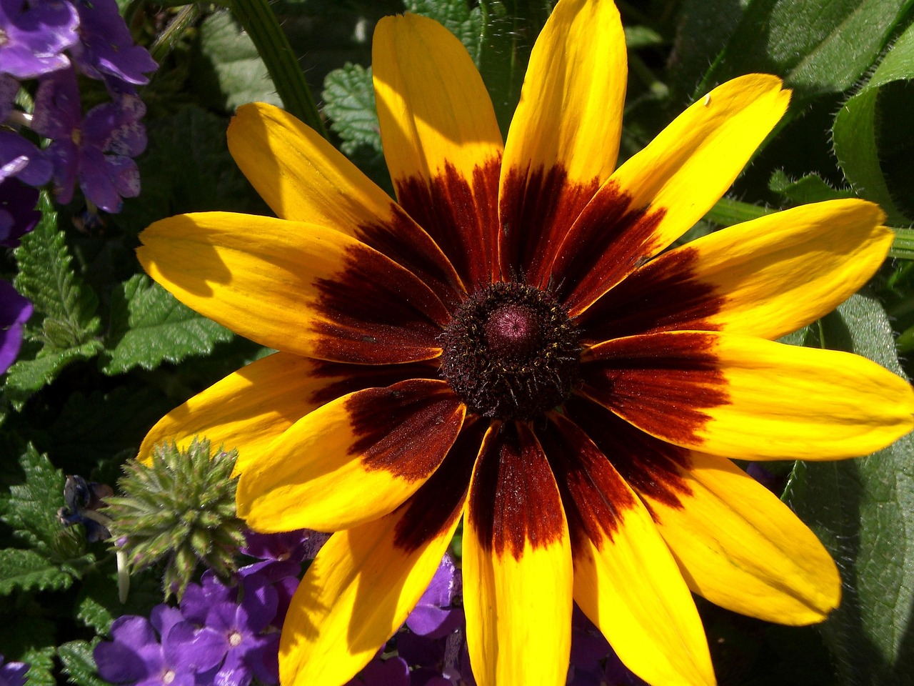 500,000+ Free Black-Eyed Susan Flowers & Black-Eyed Susan Images - Pixabay