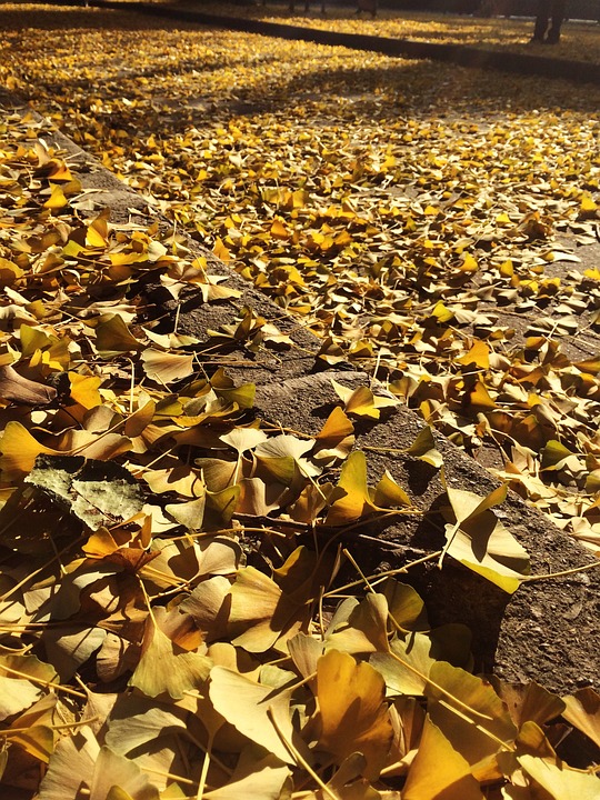 Goldene Blätter Herbst - Kostenloses Foto auf Pixabay