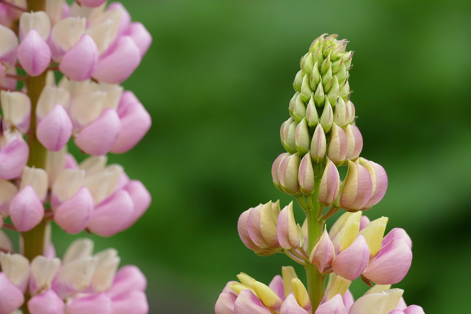 Lupine Lupinus Flower - Free photo on Pixabay - Pixabay