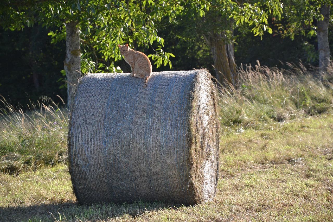 Cat Hay Cute Re - Free photo on Pixabay
