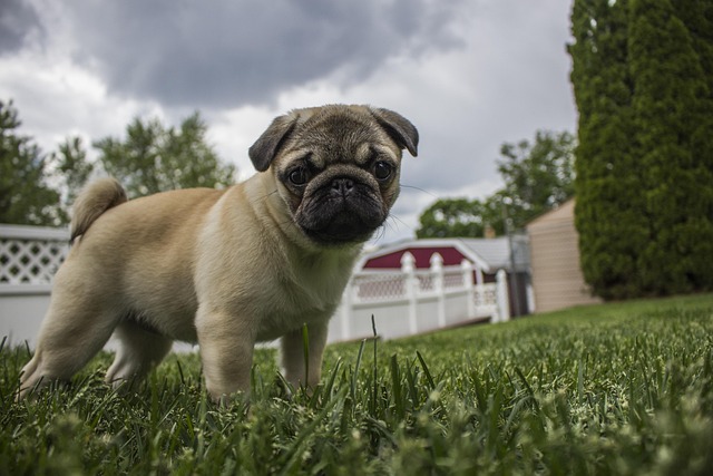 10,000+ Free Pug Funny & Pug Images - Pixabay