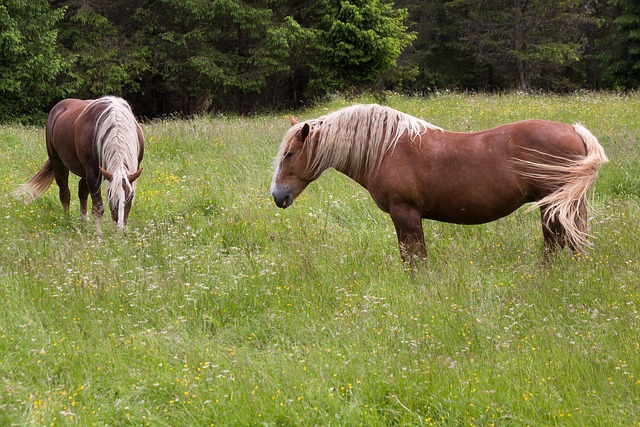 Caballo Haflinger Pastar - Foto gratis en Pixabay