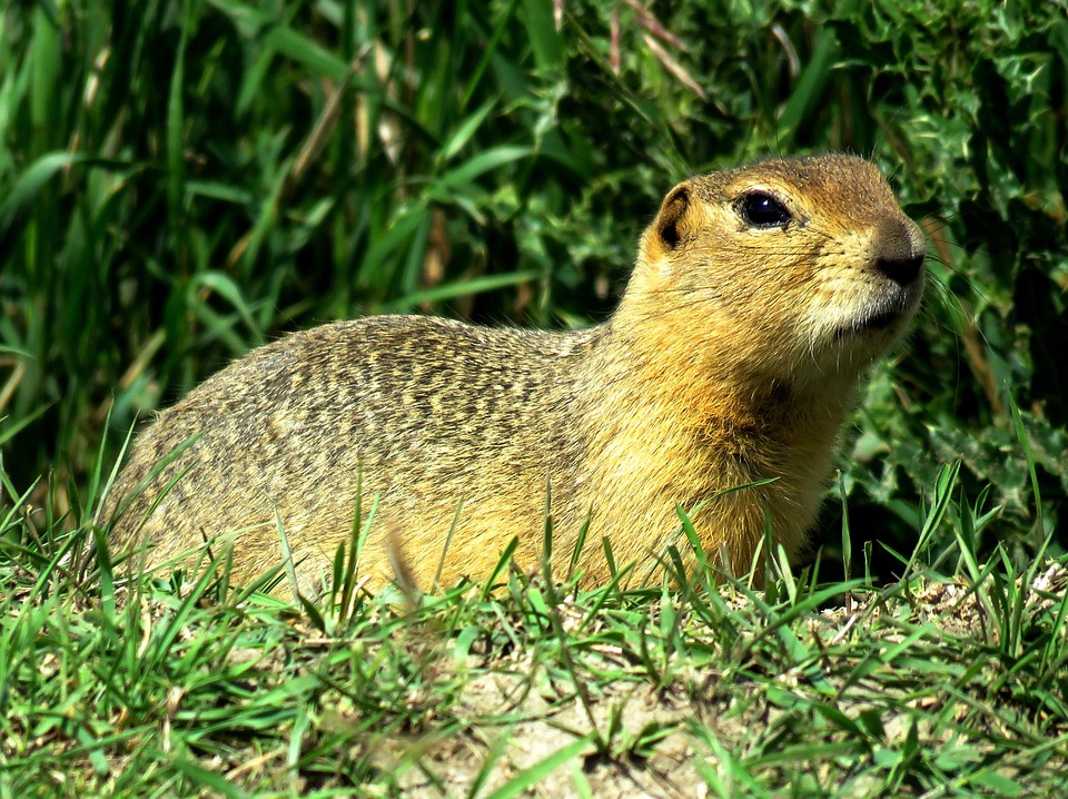 Gopher Prairie Dog Rodent - Free photo on Pixabay