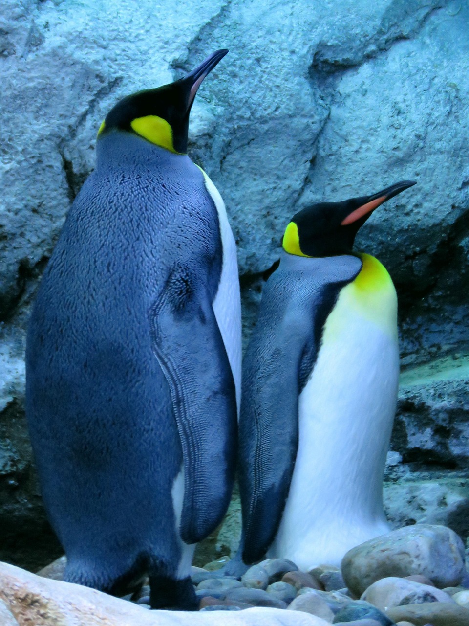 Pinguim Rei Pinguins Calgary Zoo - Foto gratuita no Pixabay - Pixabay