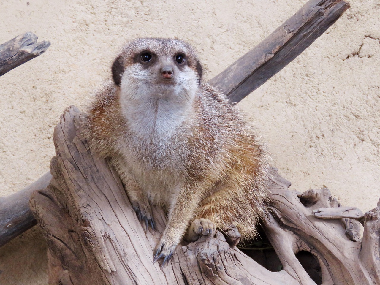 Meerkat Mongoose Calgary Zoo - Free photo on Pixabay