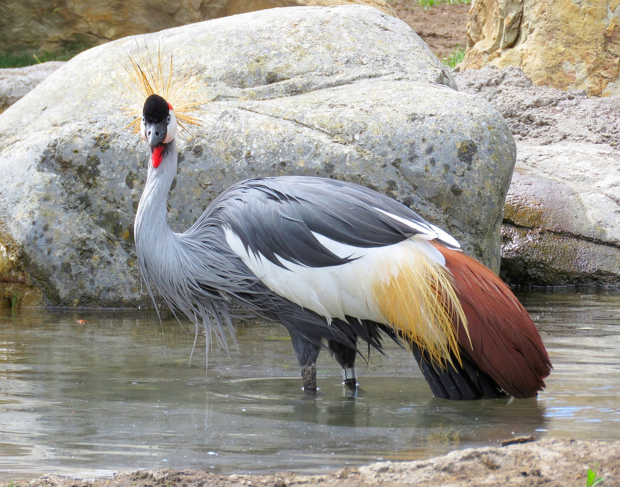 100,000+ Free Crowned Crane Bird & Crane Images - Pixabay