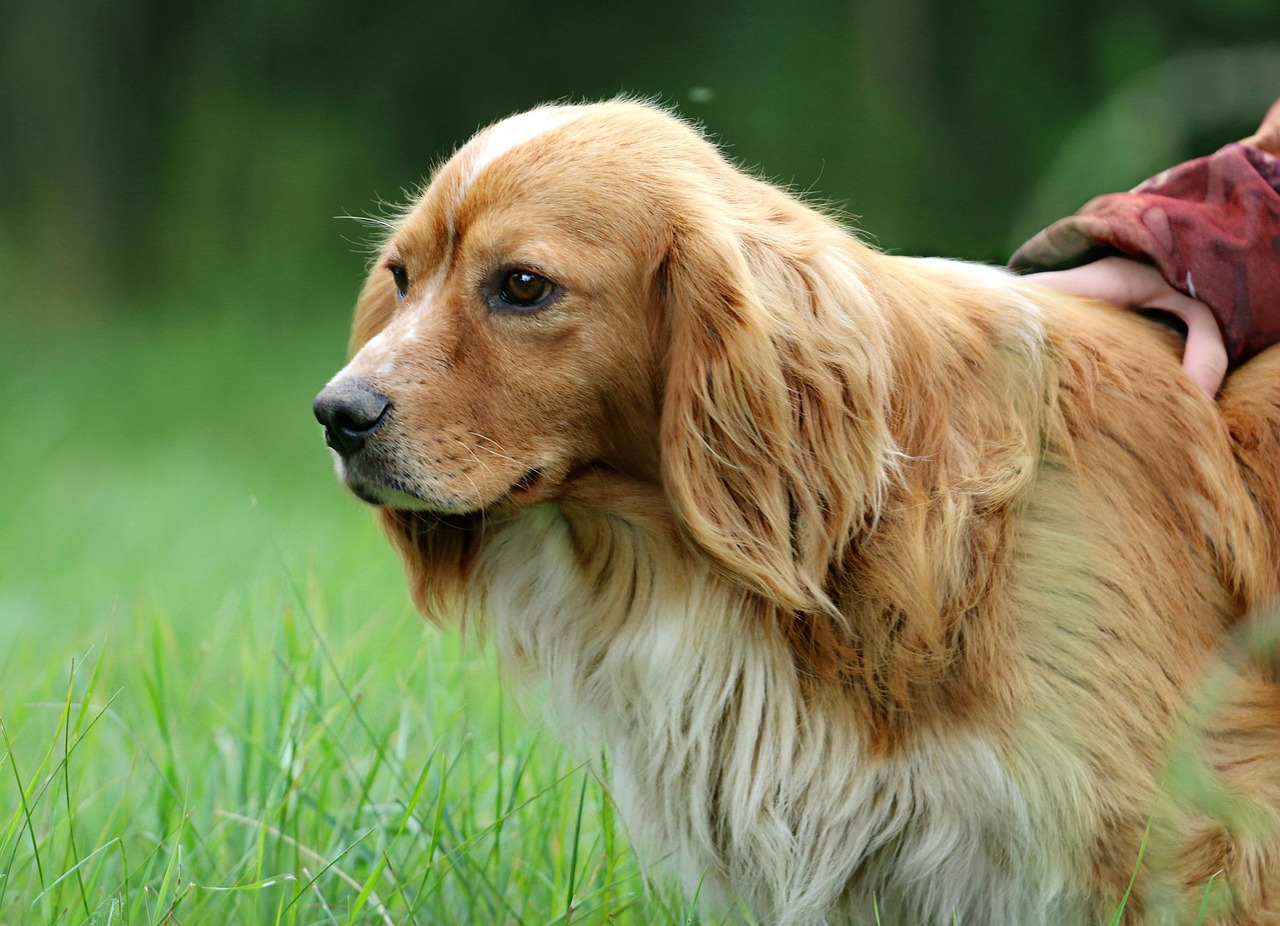 Free Dog Photos & Pictures: 40,000+ Cute Dog Images in HD - Pixabay