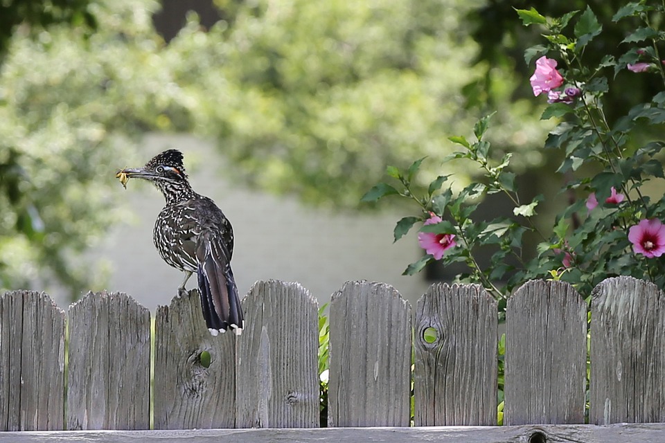 Bird Tree Roadrunner - Free photo on Pixabay