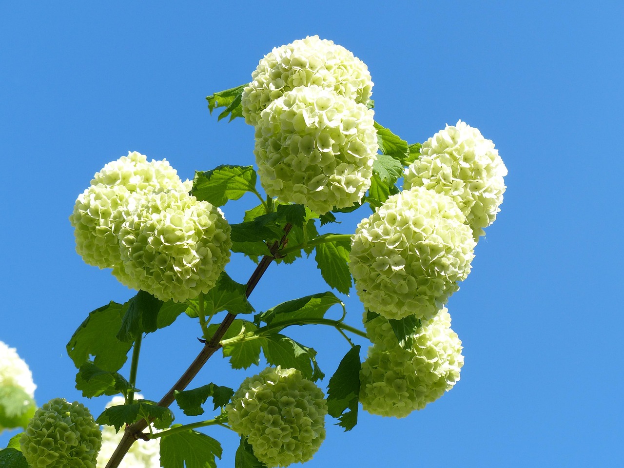 Garden Hydrangea Snowball White - Free photo on Pixabay - Pixabay