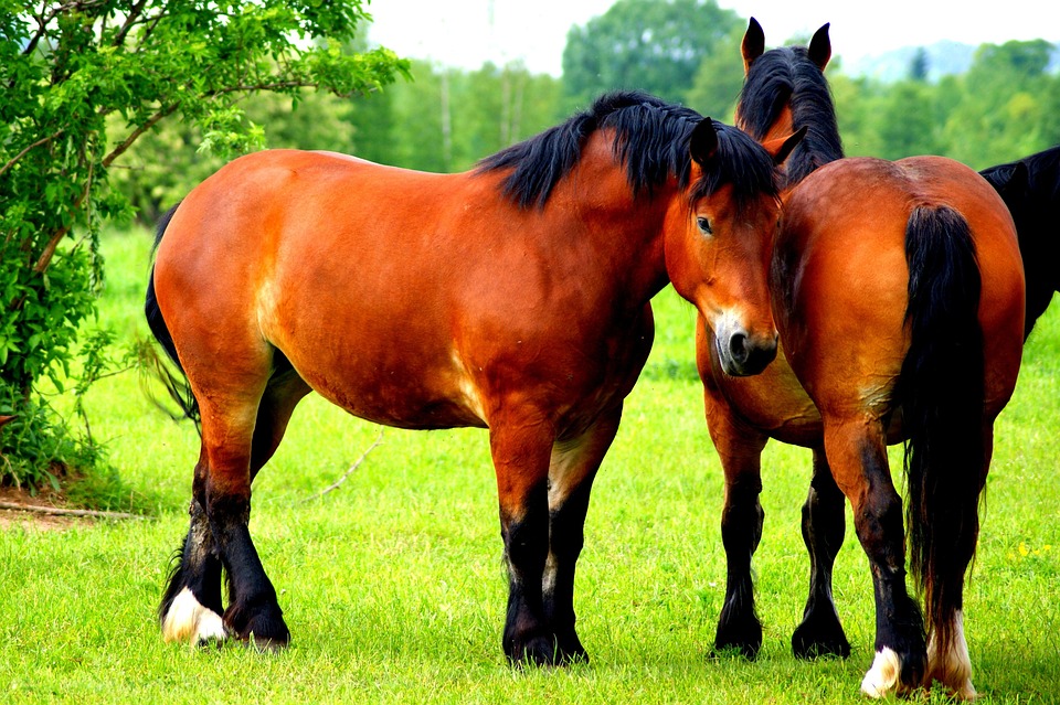 Horse Horses Animal - Free photo on Pixabay