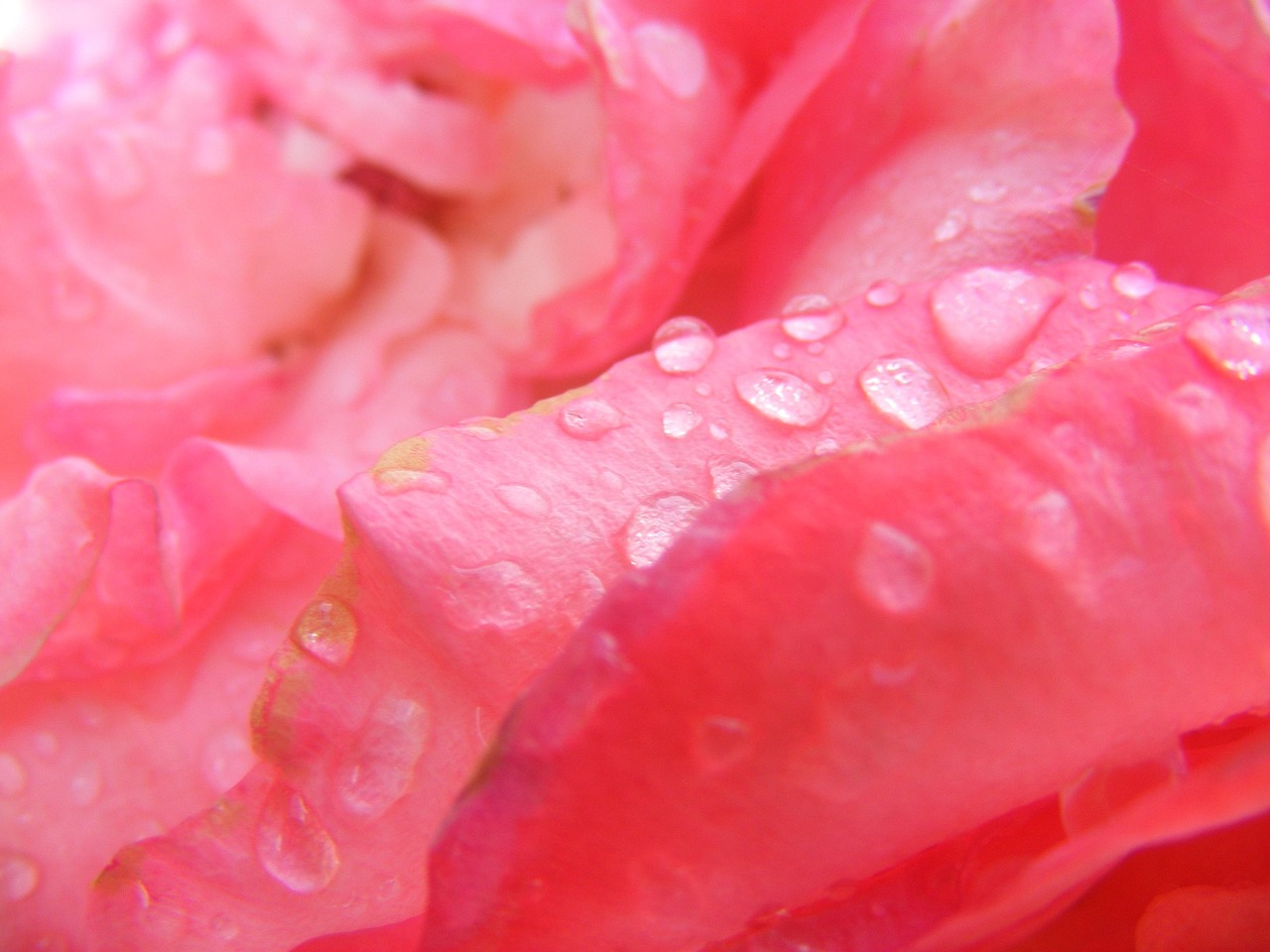 Rose Pink Bunga - Foto gratis di Pixabay - Pixabay