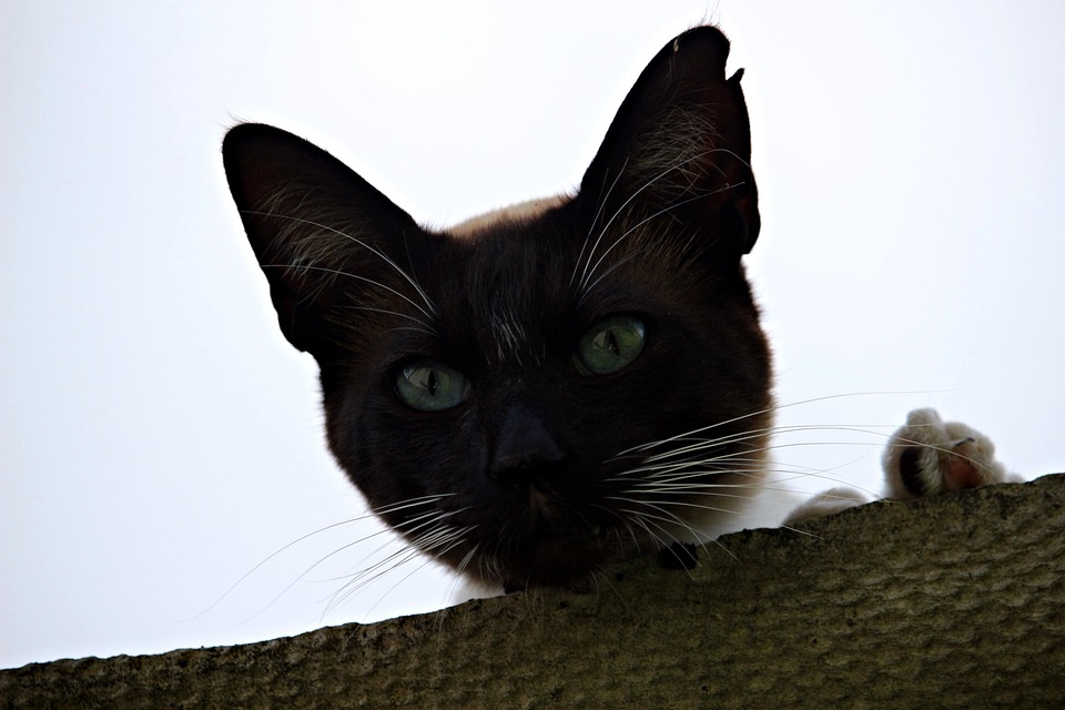 Cat Puss Siam - Free photo on Pixabay - Pixabay