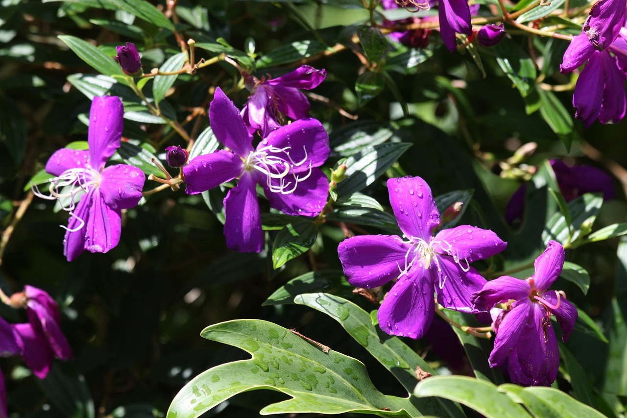 Tibouchina Granulosa Glory Bush - Free photo on Pixabay - Pixabay