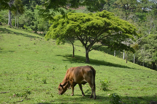 Ternak Peternakan Sapi Perubahan - Foto gratis di Pixabay - Pixabay