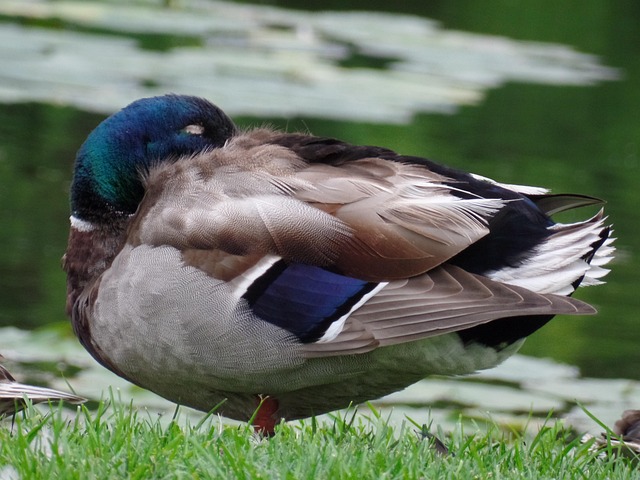 Wildente Stockente Tiere - Kostenloses Foto auf Pixabay