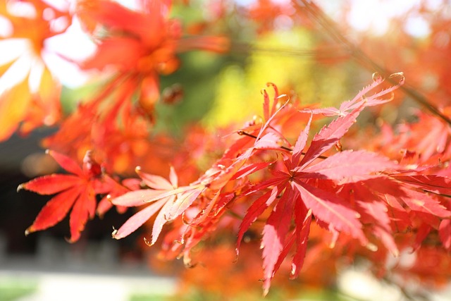 Maple Autumn Red The - Free photo on Pixabay - Pixabay